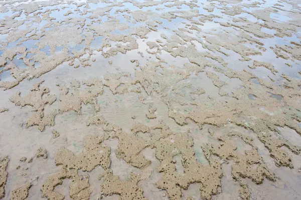 Plantations of seaweed Stock Photos, Royalty Free Plantations of ...