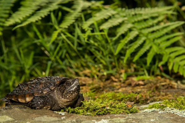 Baby Snapping Turtle — Stock Photo © Ondreicka1010 #117719466