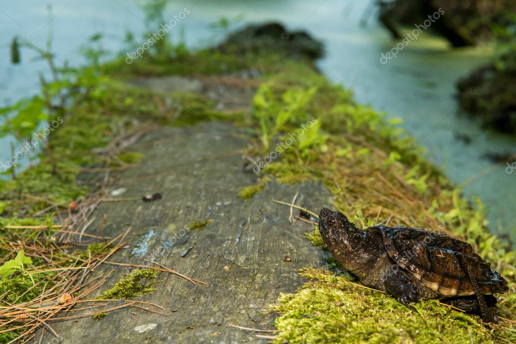 Baby Snapping Turtle — Stock Photo © Ondreicka1010 #117719466