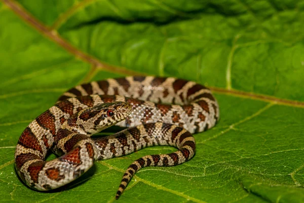 Eastern Milk Snake — Stock Photo © Ondreicka1010 #120440050