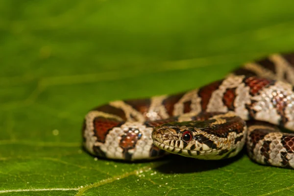 Eastern Milk Snake — Stock Photo © Ondreicka1010 #120440050