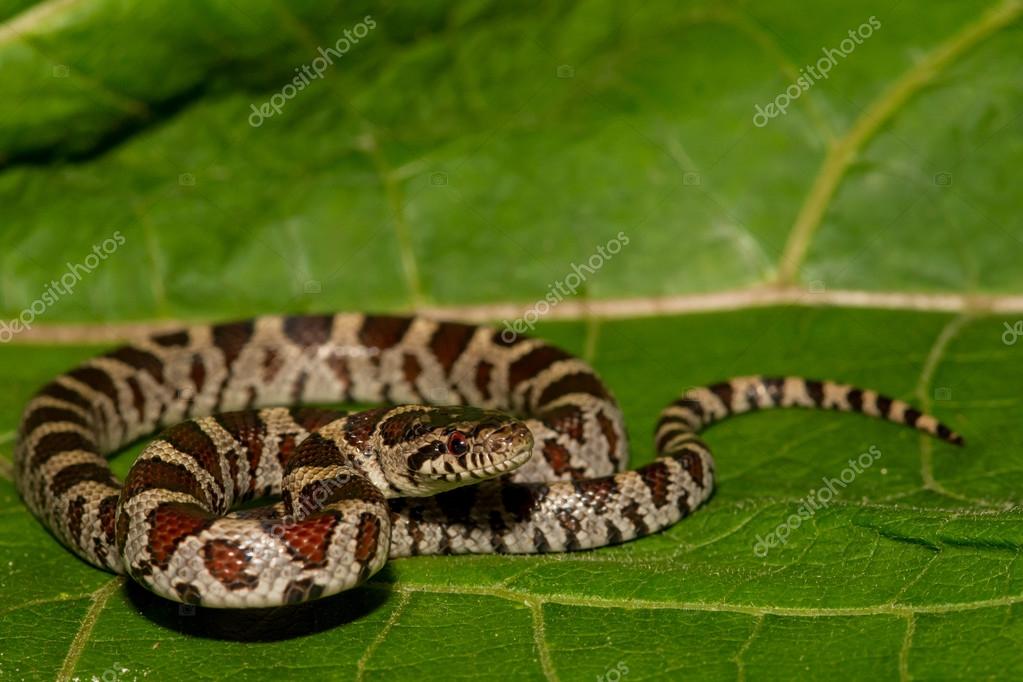 Eastern Milk Snake — Stock Photo © Ondreicka1010 #120440050