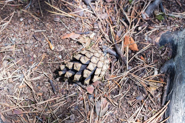 Cono del pino gigante fotos de stock, imágenes de Cono del pino gigante ...