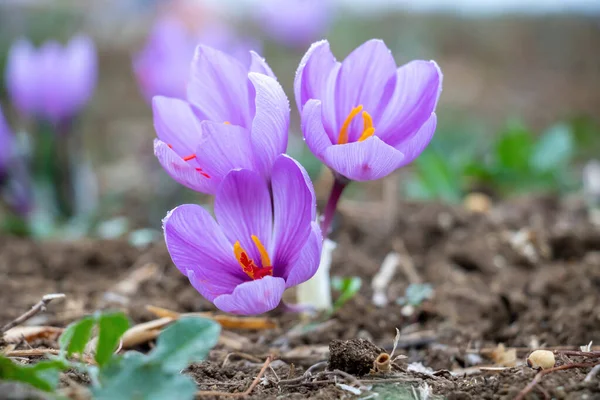 Saffron flowers in the field. Crocus sativus, commonly known as saffron ...