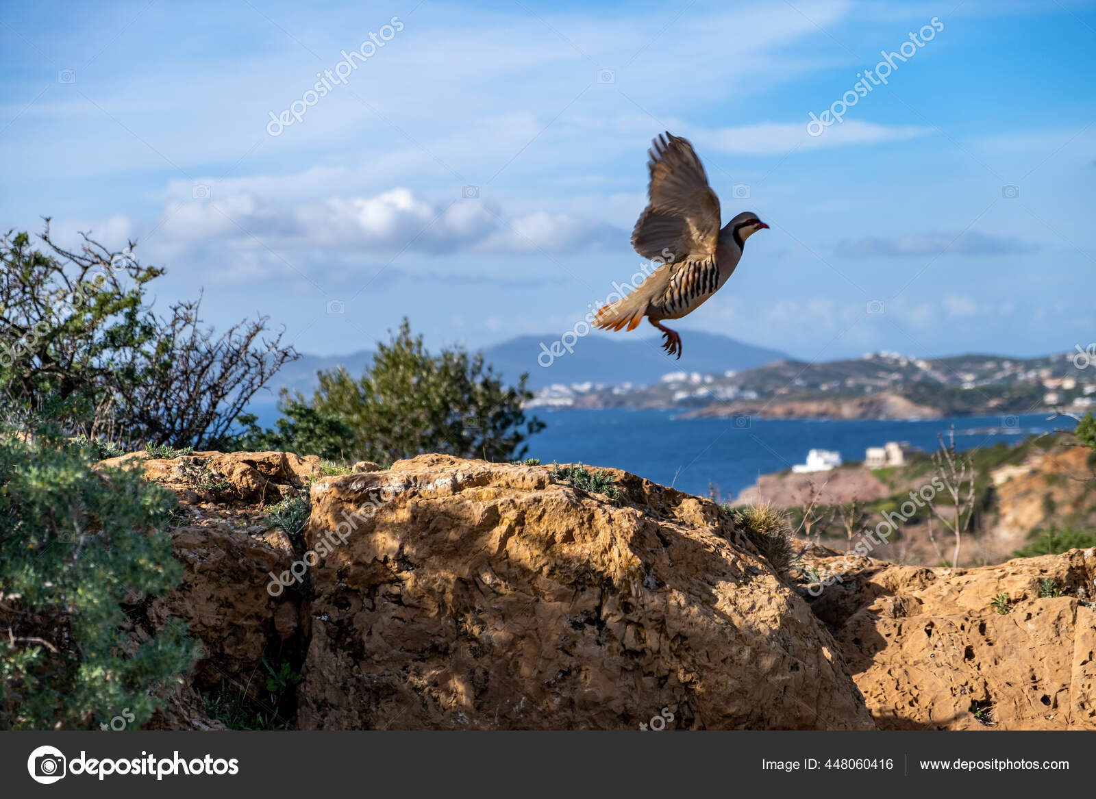 Perdiz Naturaleza Perdiz Patas Rojas Silvestres Hábitat Natural Pájaro ...
