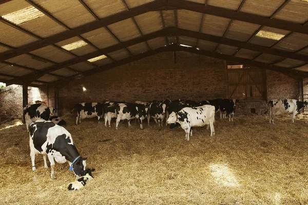 Milking shed Stock Photos, Royalty Free Milking shed Images | Depositphotos