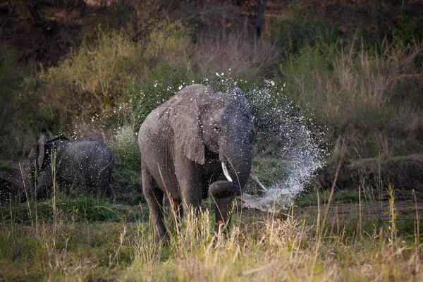 Elephant splash water Stock Photos, Royalty Free Elephant splash water ...