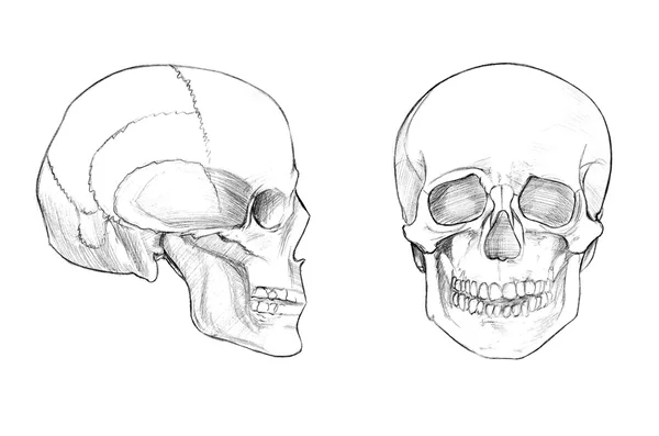 Skull Front Profile