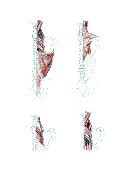 Back muscles drawing Stock Photos, Royalty Free Back muscles drawing ...