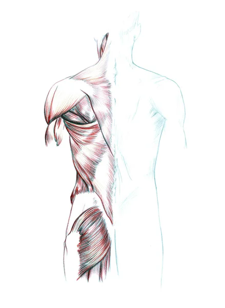 Back muscles drawing Stock Photos, Royalty Free Back muscles drawing ...