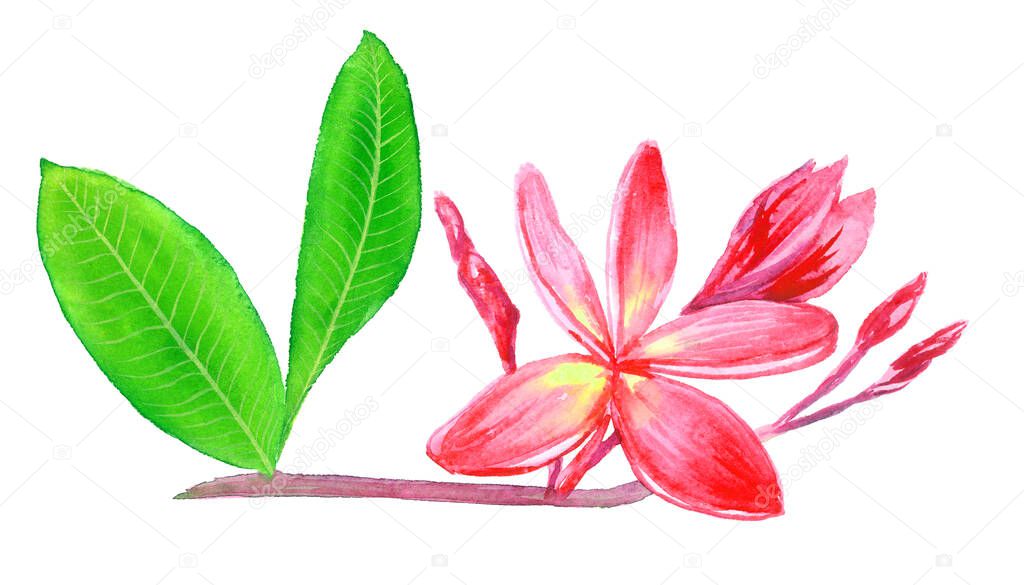 Plumeria rubra (acuminata, acutifolia, lutea, rangipani, paucipan rojo ... Plumeria rubra (acuminata, acutifolia, lutea, rangipani, paucipan rojo ...