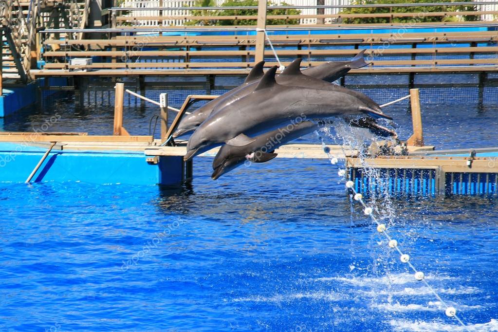 Oceanografic Valencia Spain