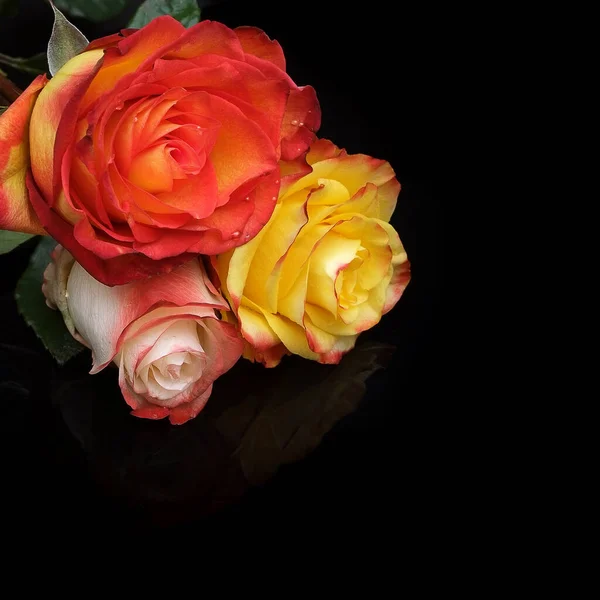 Four roses Stock Photos, Royalty Free Four roses Images | Depositphotos