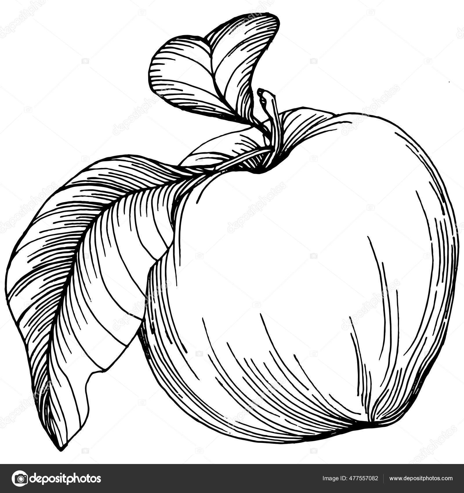 Apple Fruit Sketch Drawing Vector Engraved Isolated Organic Food Black ...