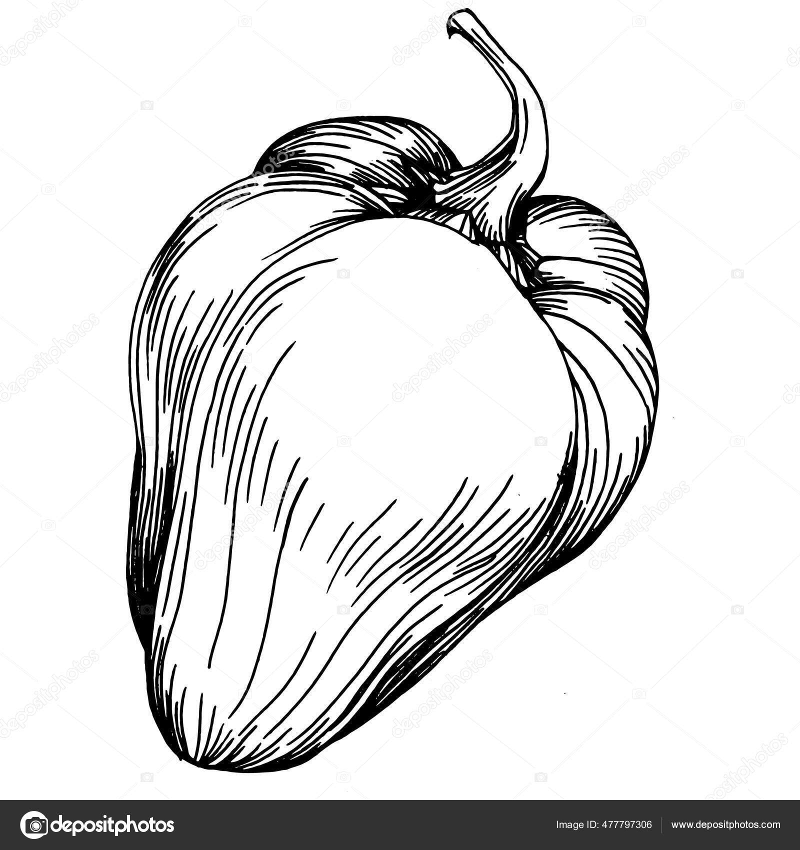 Pepper Vegetables Sketch Vector Illustration Engraved Style Product ...