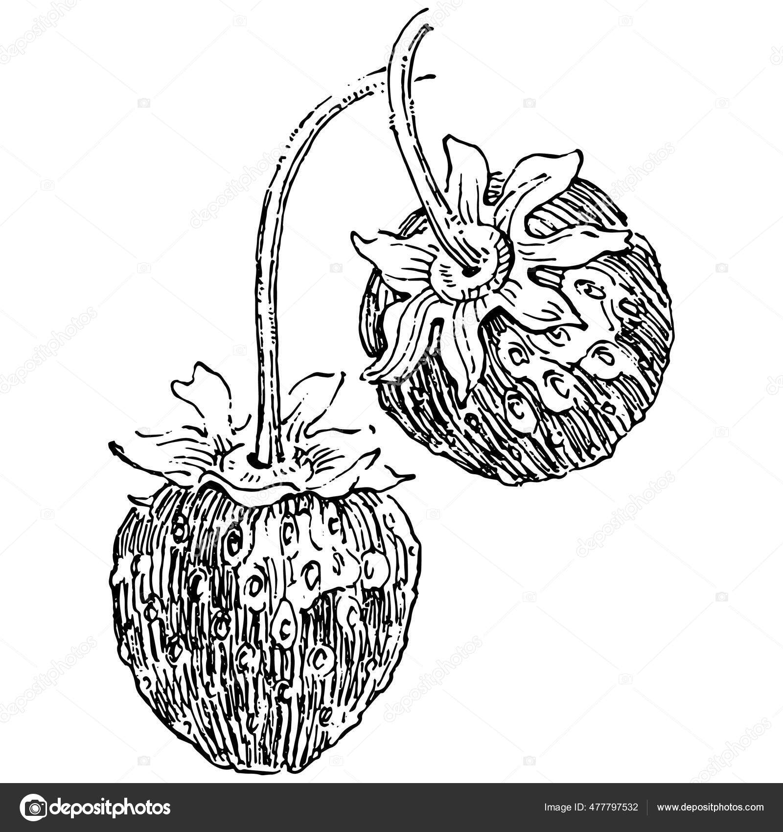 Strawberry Hand Drawing Vintage Clip Art Berries Logo Tattoo Highly ...