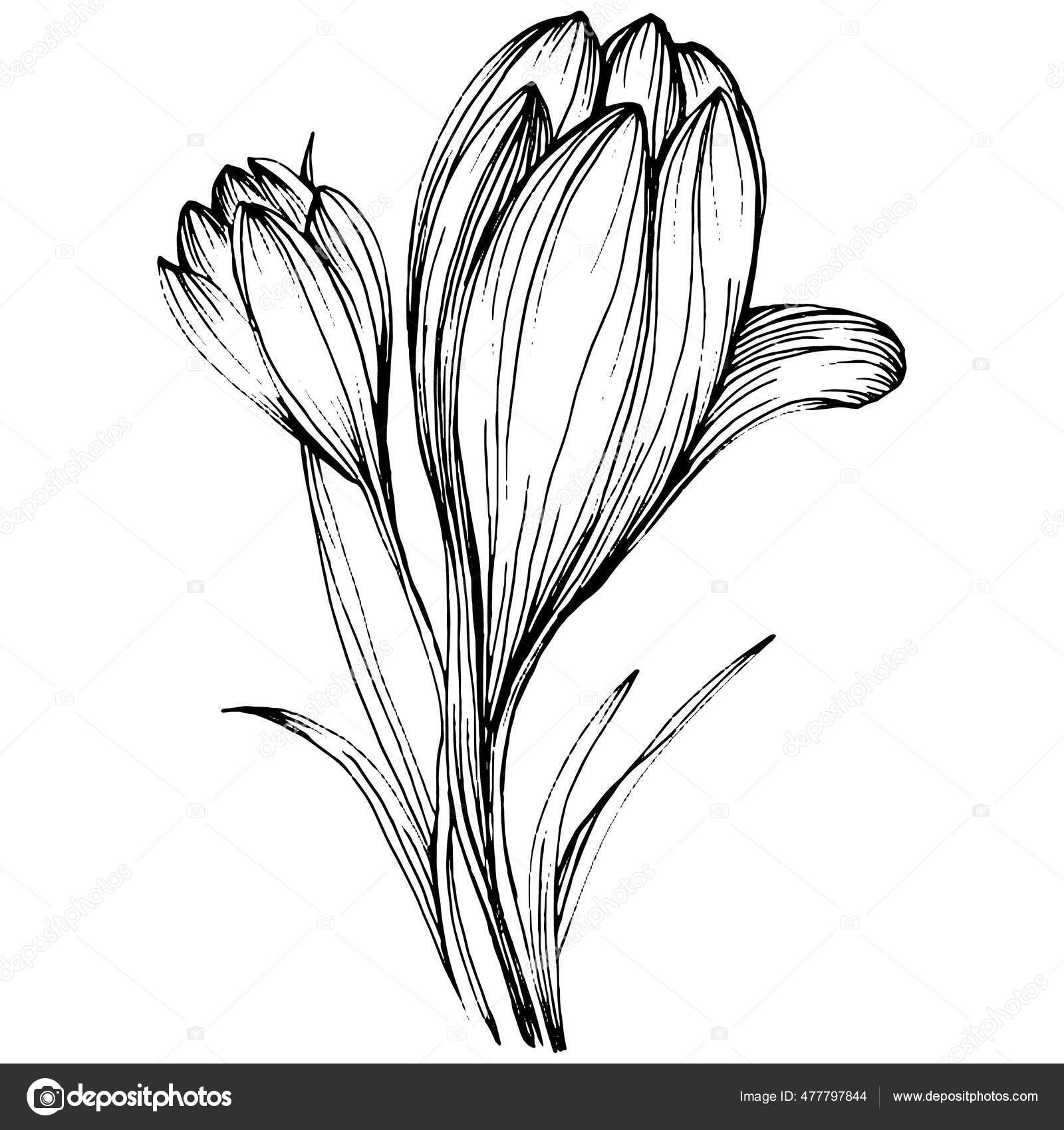 Saffron Flower Line Drawings | Best Flower Site