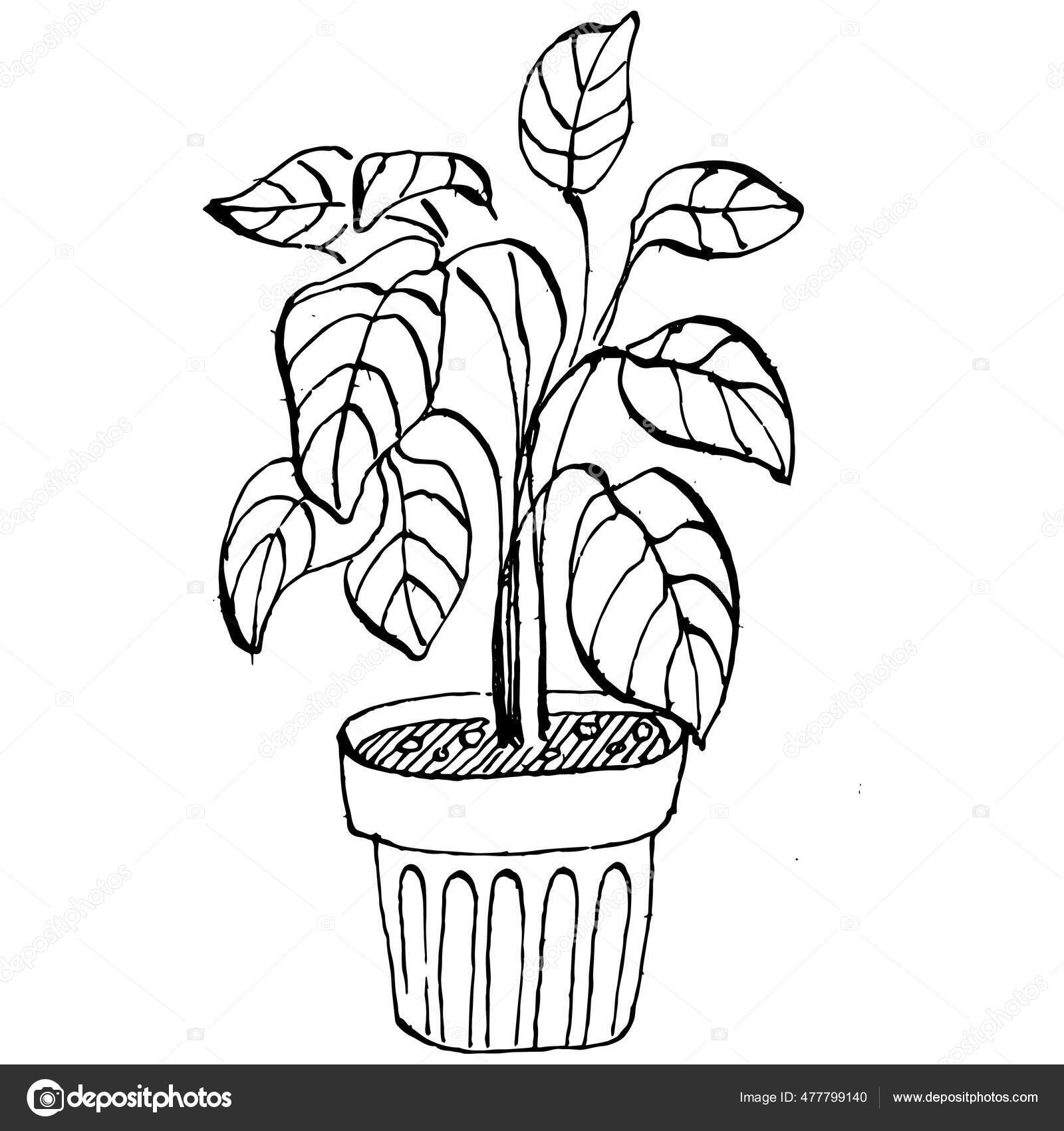 Home Plant Pots Sketch Outline Drawing Isolated Illustration Growing ...