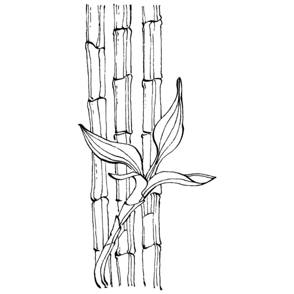 Bamboo Plant Hand Drawing Sketch Floral Tattoo Highly Detailed Line ...