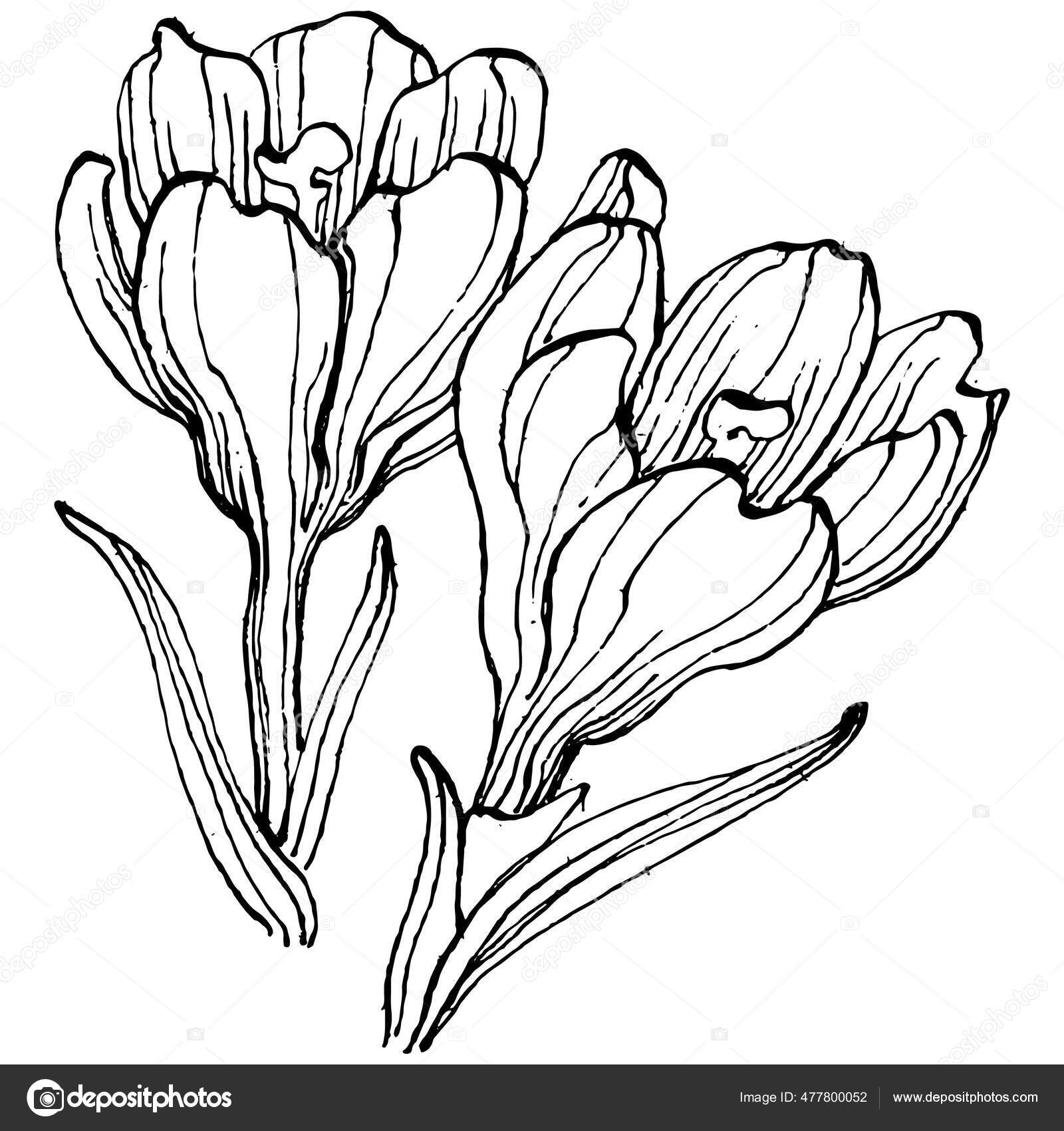 Saffron Flower Line Drawing | Best Flower Site