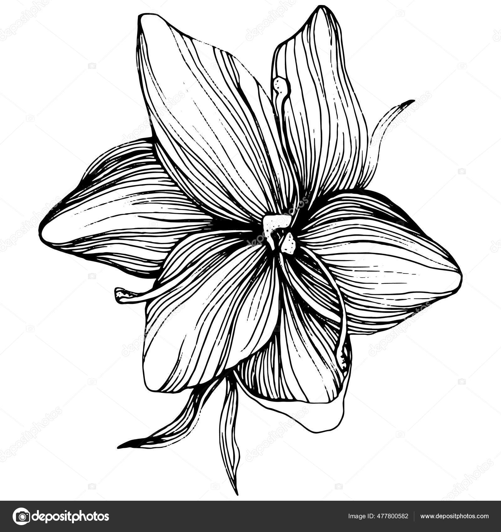 Saffron Plant Drawing