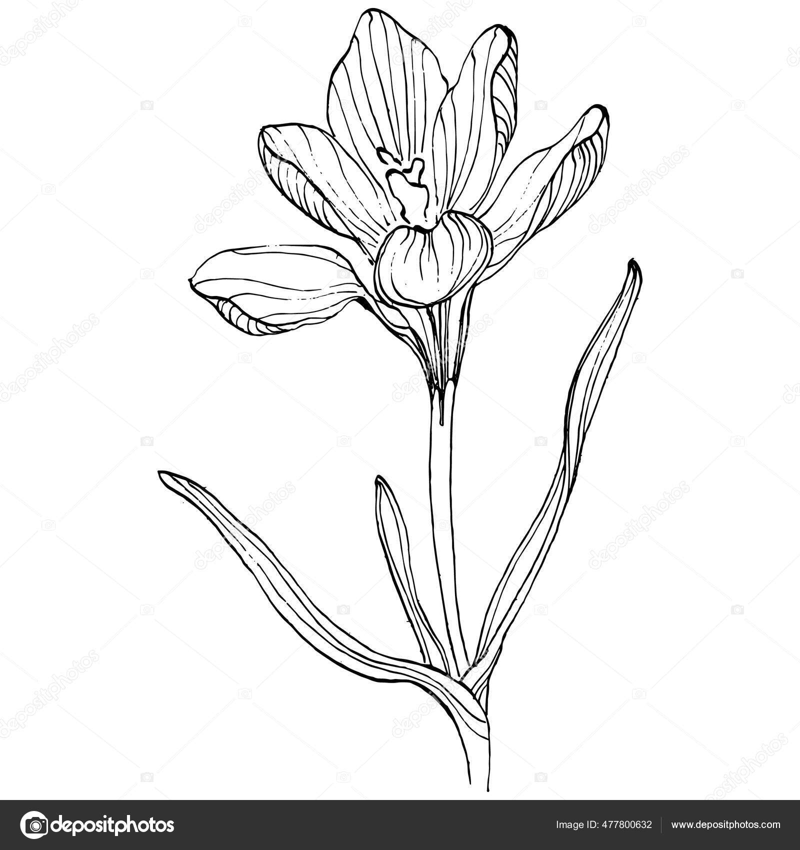 Saffron Flower Line Drawing | Best Flower Site