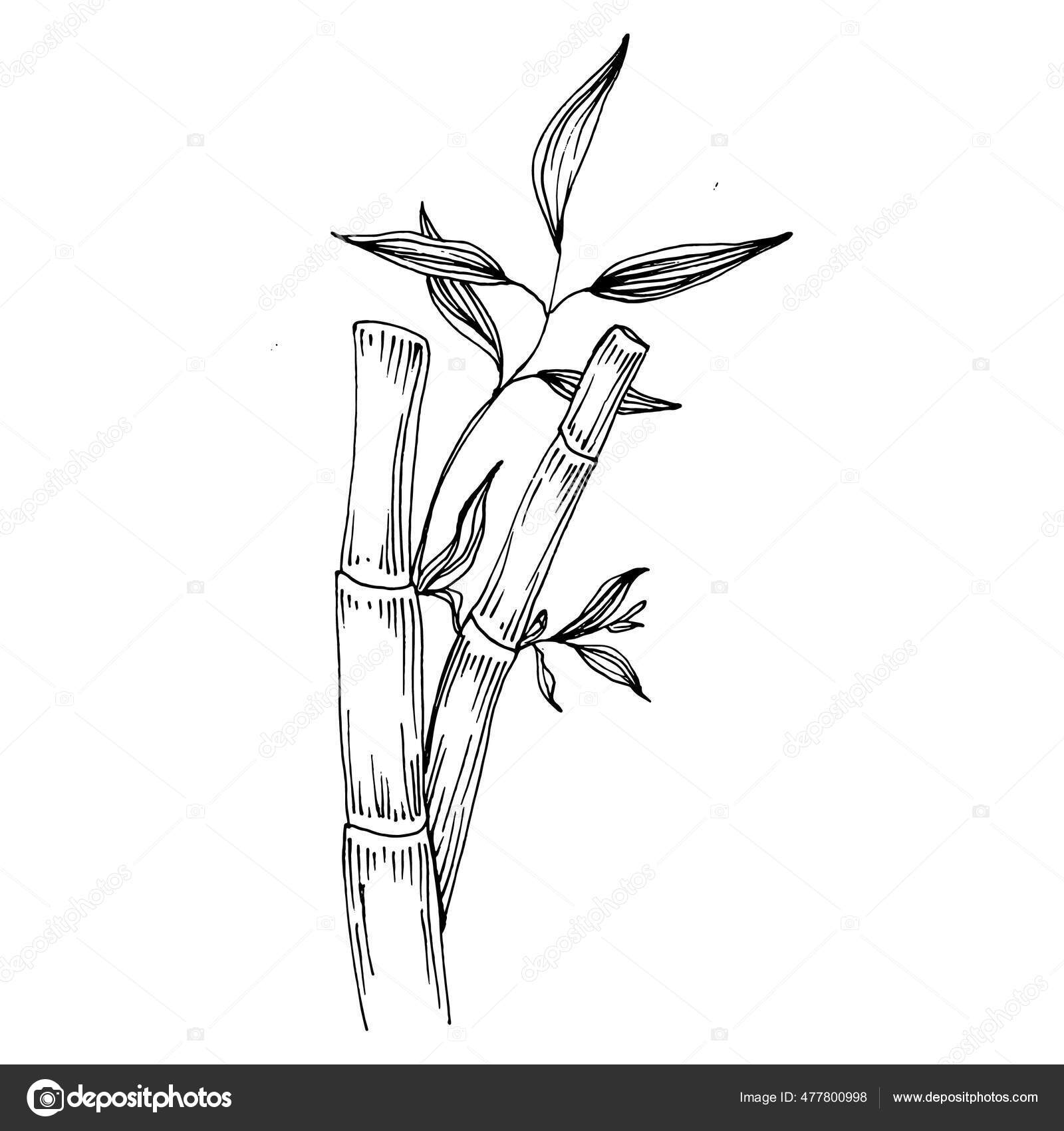 Planta Bambú Mano Dibujo Boceto Tatuaje Floral Altamente Detallado ...