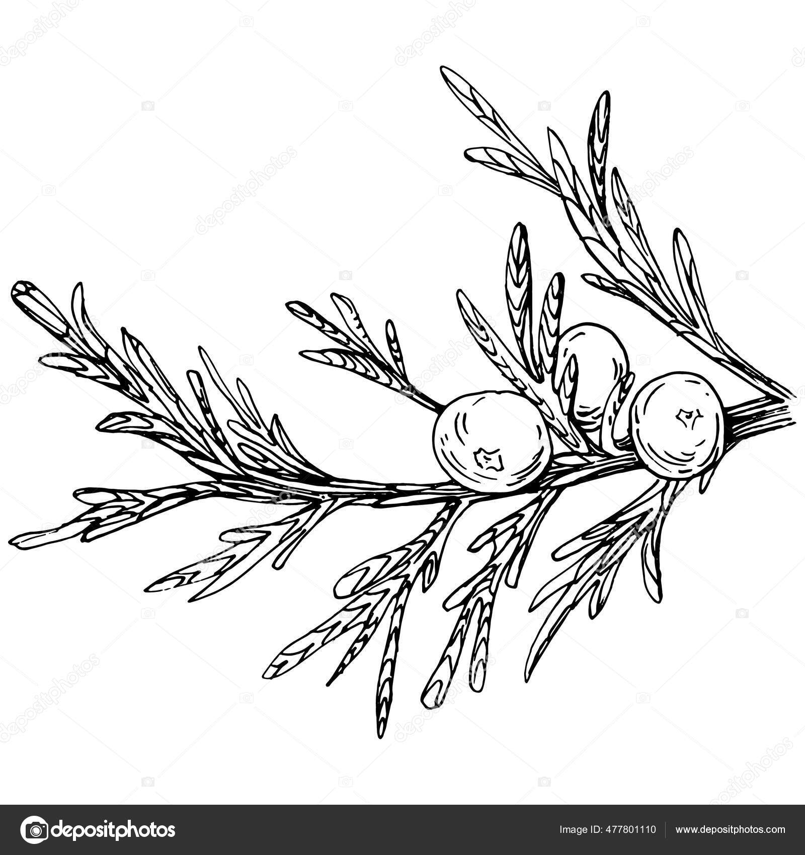 Juniper Vector Drawing Isolated Vintage Illustration Berry Branch ...