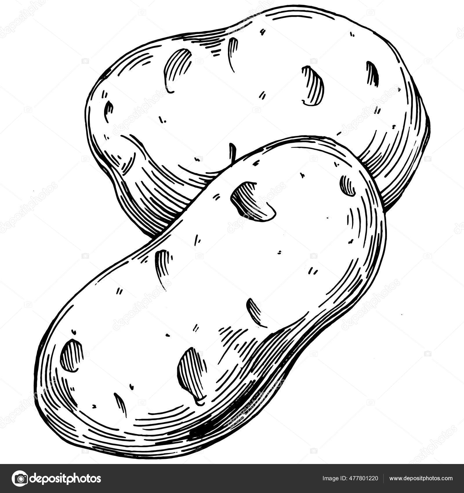 Potato Drawing Colour at Lewis Durkin blog