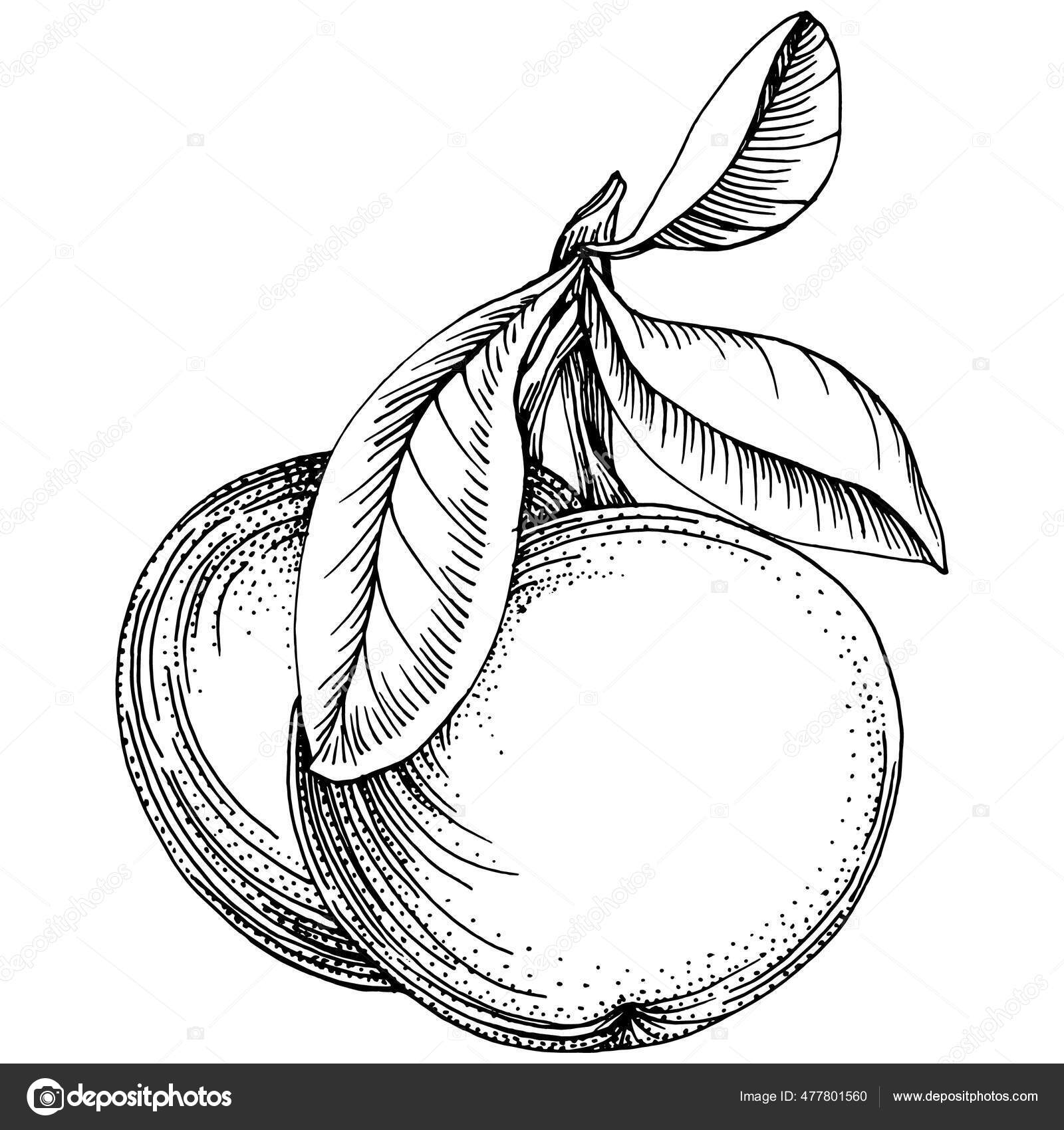 Mandarin Sketch Vector Isolated Hand Drawn Illustration Fruit Summer ...