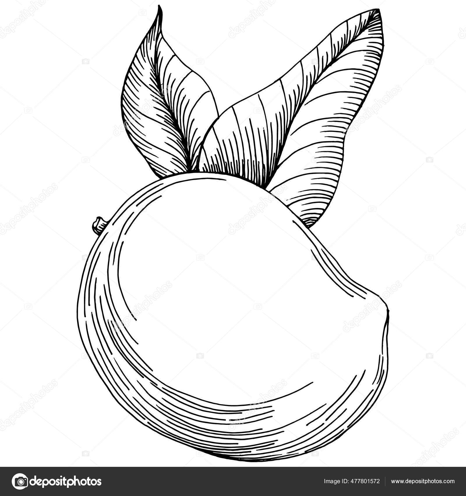 Mango Tropical Fruit Sketch Drawing Vector Engraved Isolated Organic ...