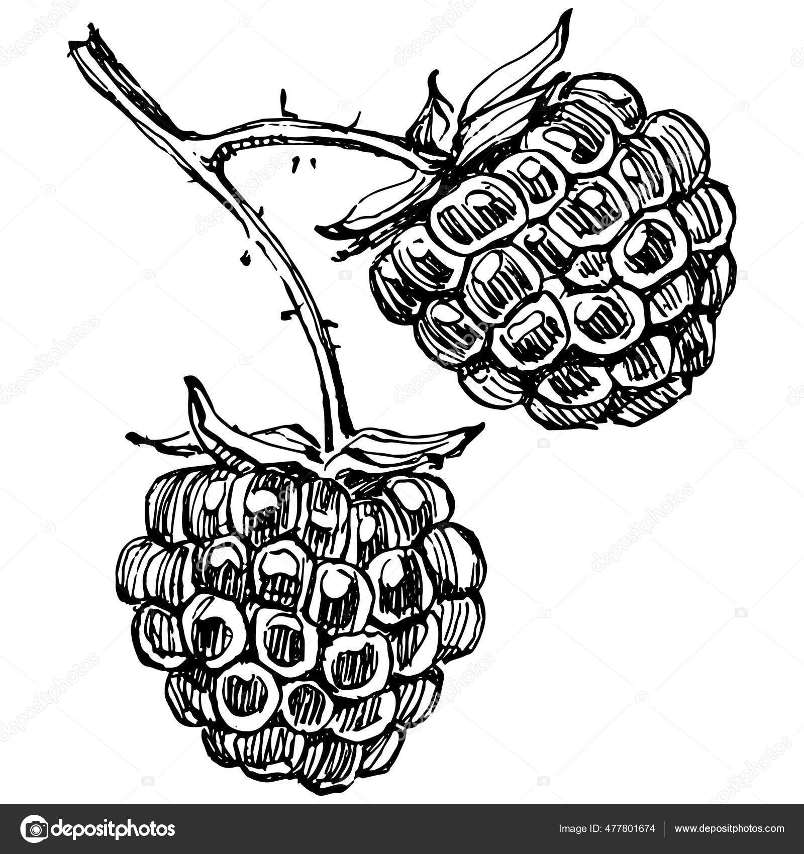 Raspberry Clip Art Black And White