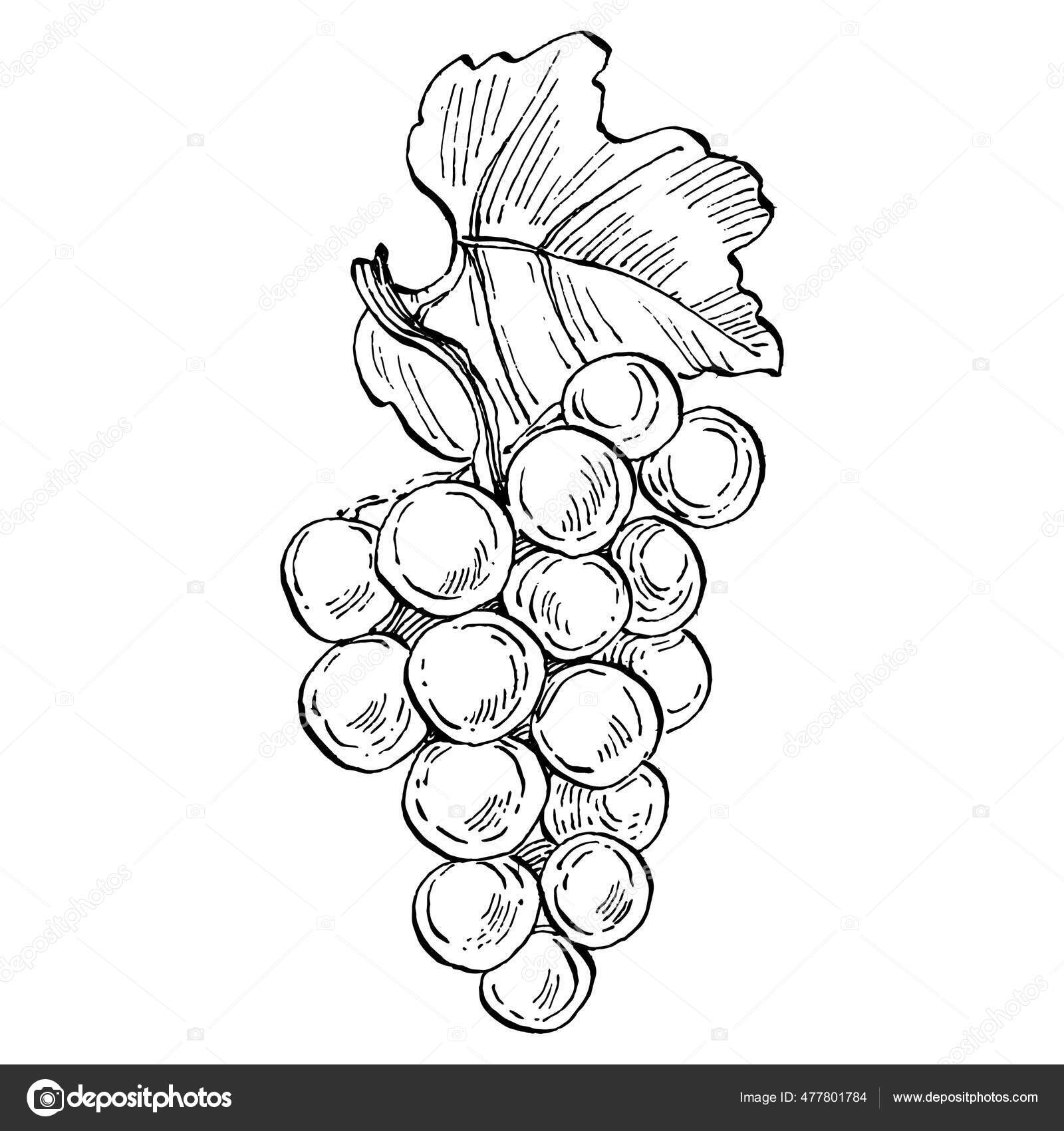 Hand Drawn Grapes Sketch Wine Vine Close Outline Leaves Berries Stock ...