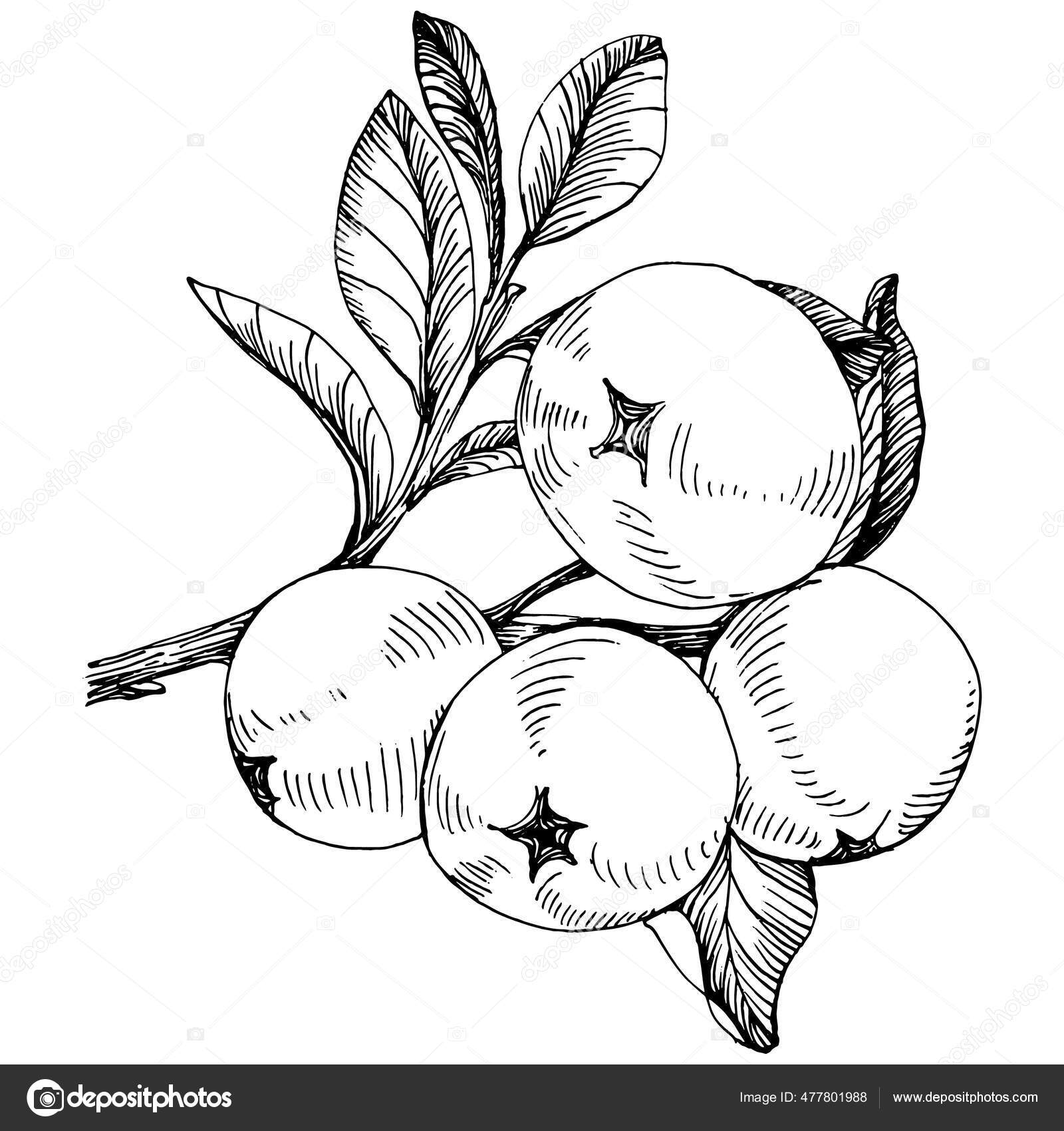 Blueberry Hand Drawing Vintage Clip Art Berries Logo Tattoo Highly ...