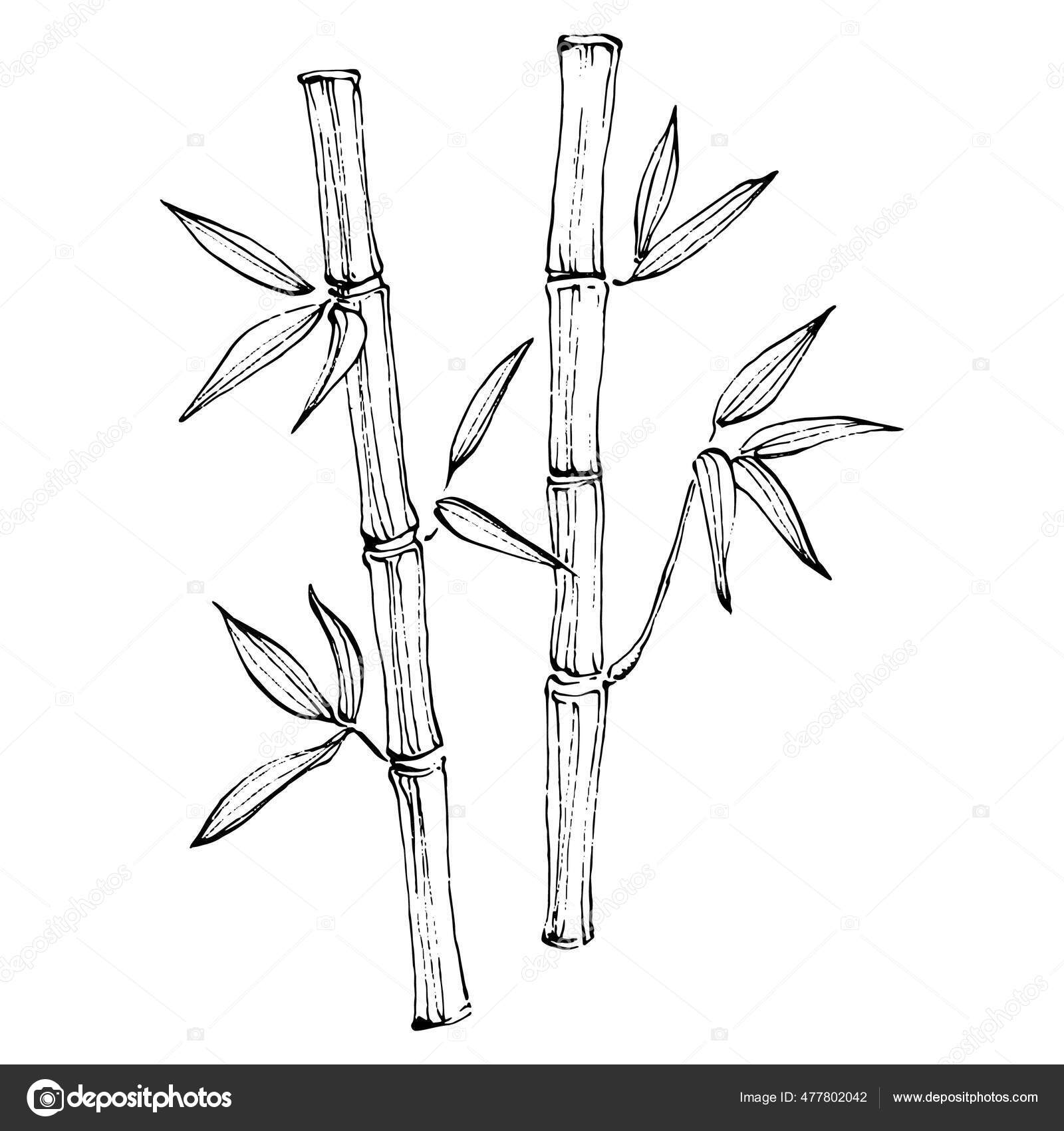Bamboo Plants Drawing