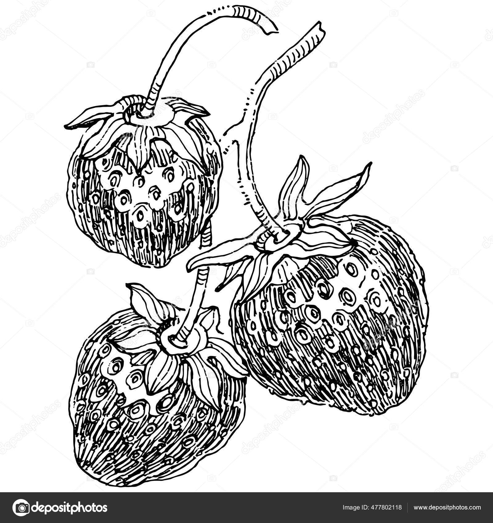 Erdbeeren Zeichnen Schwarz Und Weiß