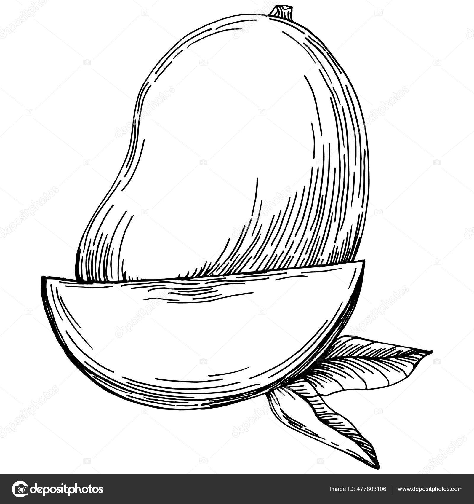 Mango Tropical Fruit Sketch Drawing Vector Engraved Isolated Organic ...