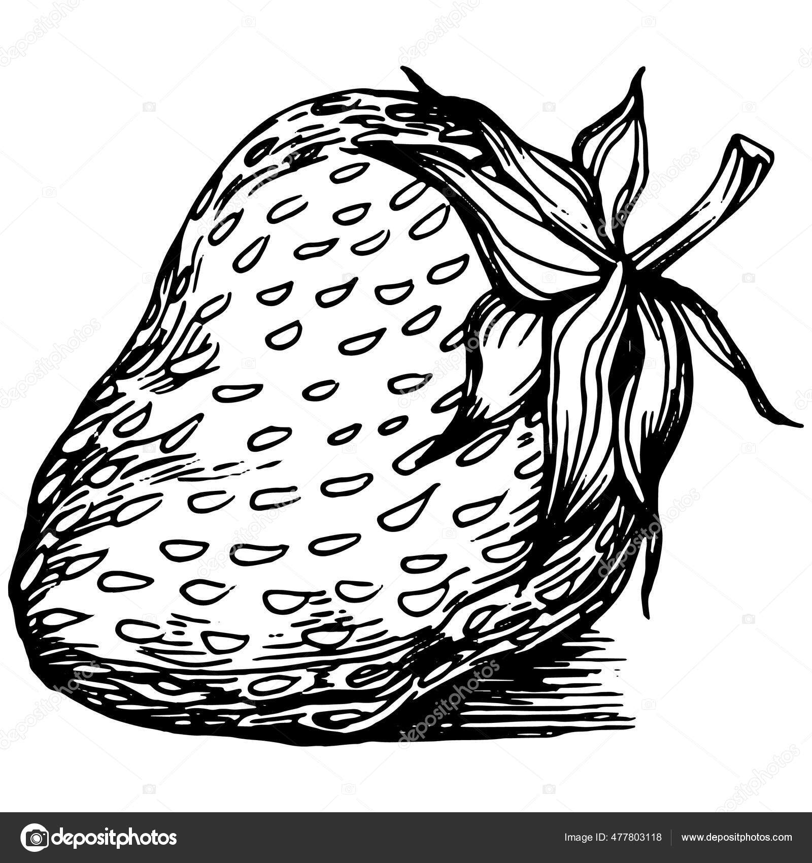 Strawberries Clip Art Black And White