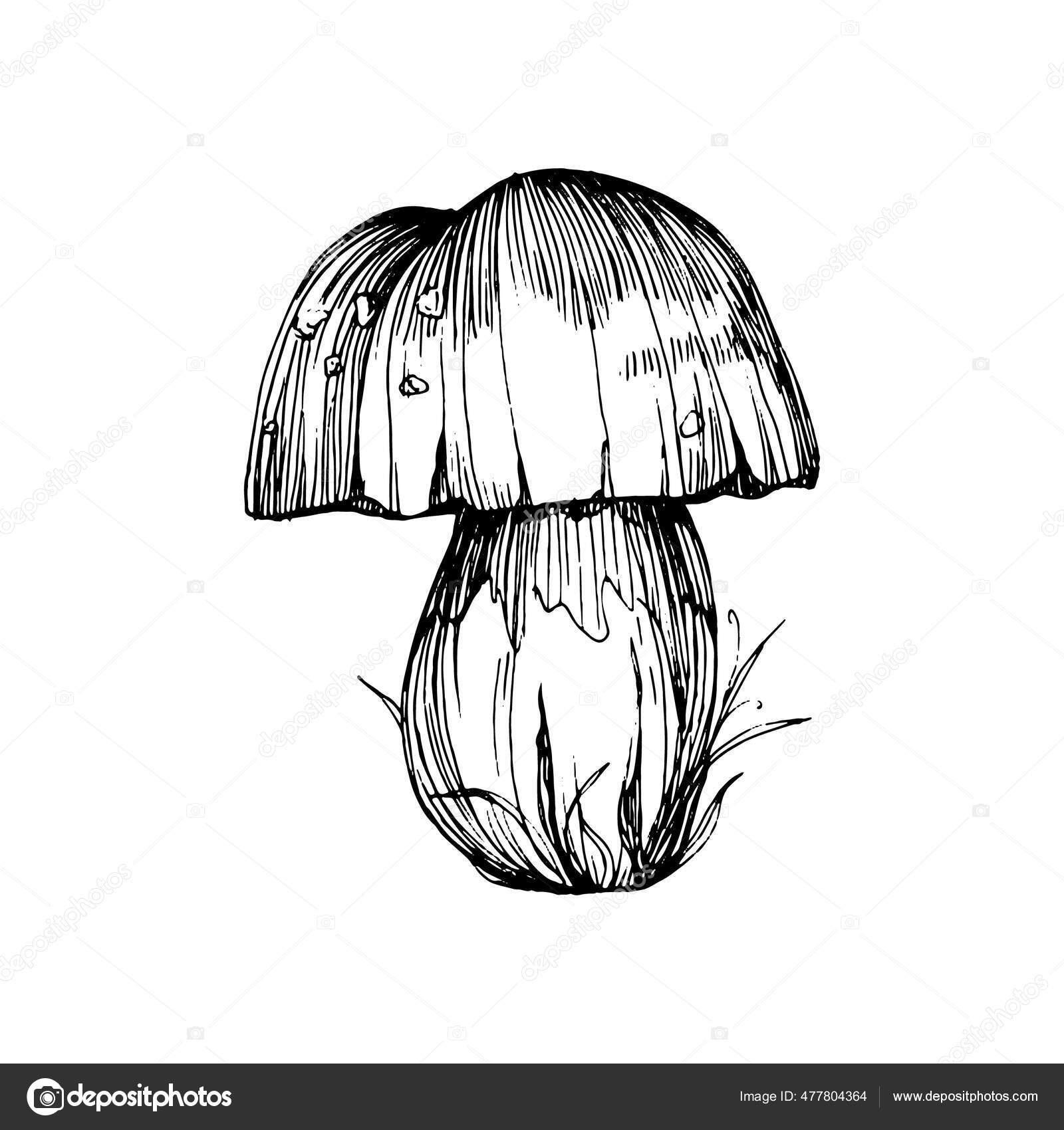 Boceto Ilustración Setas Para Logotipo Tatuaje Setas Altamente ...