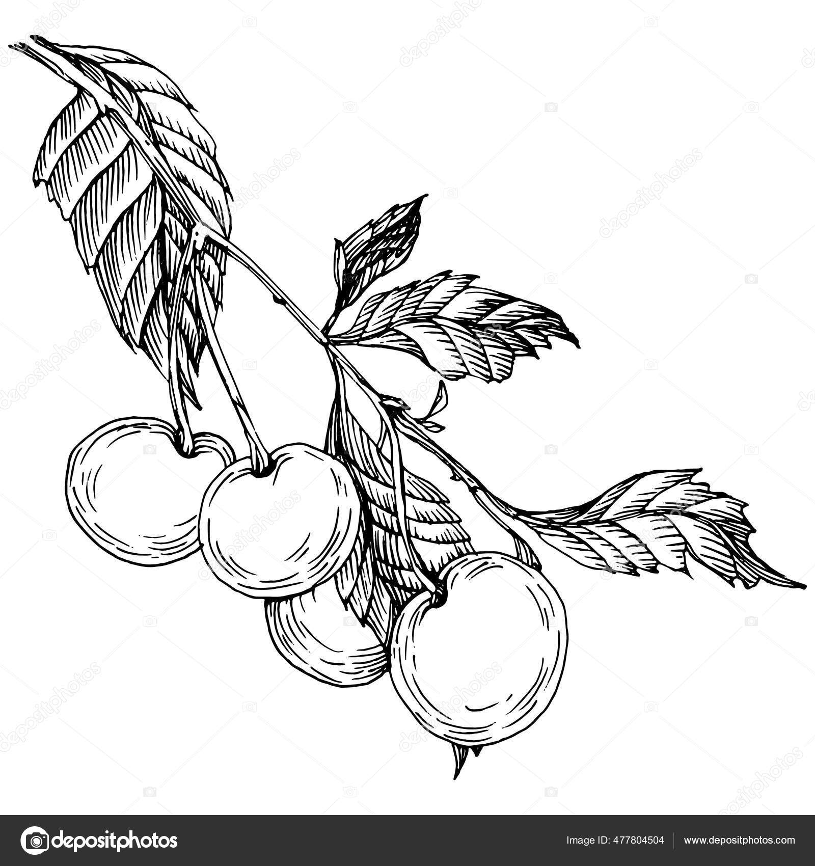 Cherry Drawing Black And White