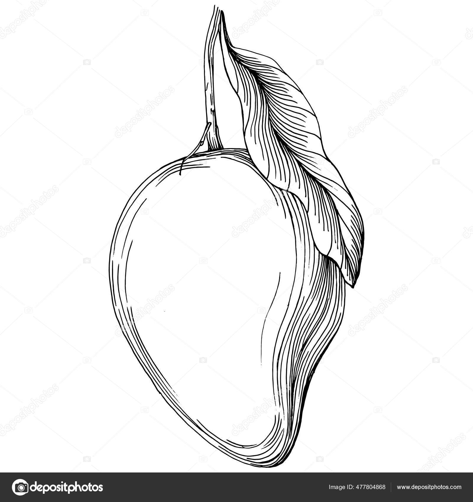 Mango Tropical Fruit Sketch Drawing Vector Engraved Isolated Organic ...