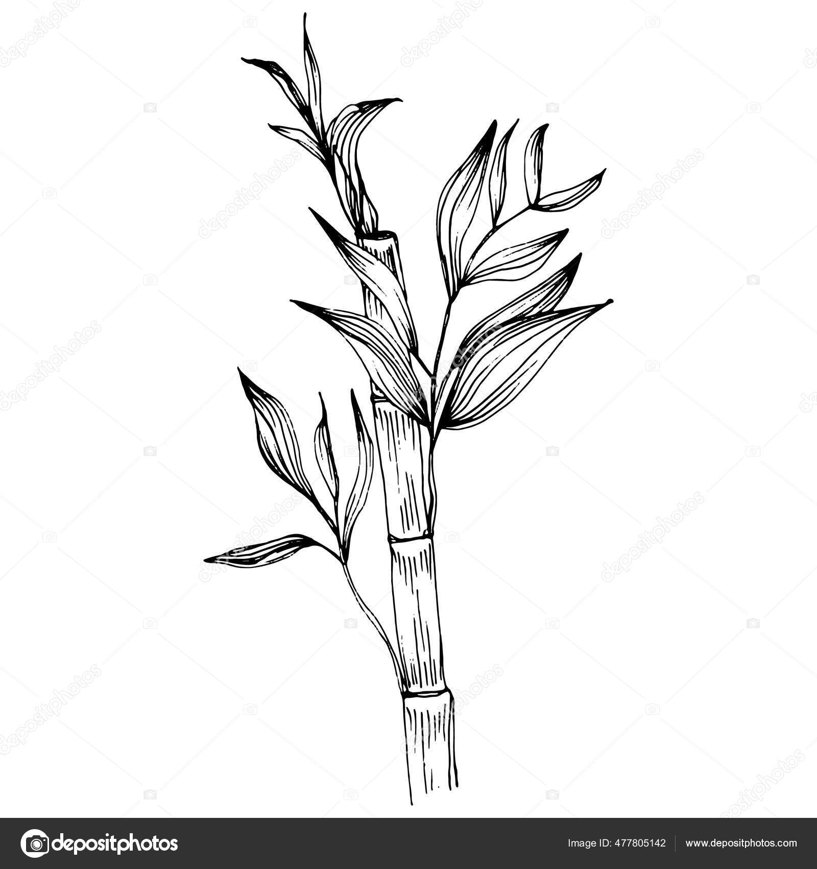 Bamboo Plant Hand Drawing Sketch Floral Tattoo Highly Detailed Line ...