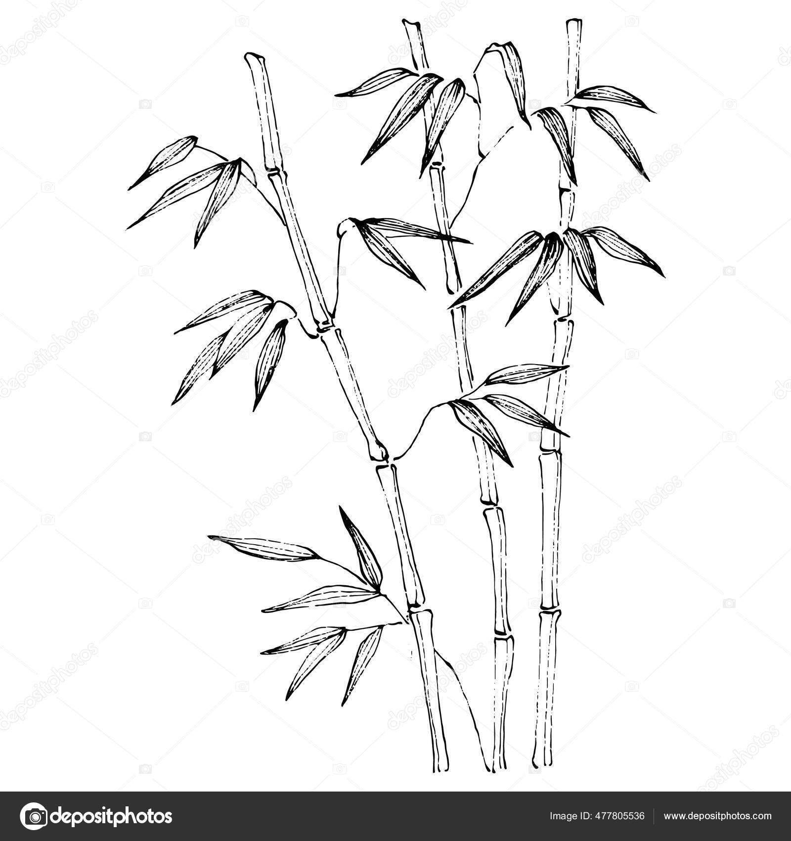 Bamboo Plant Drawing