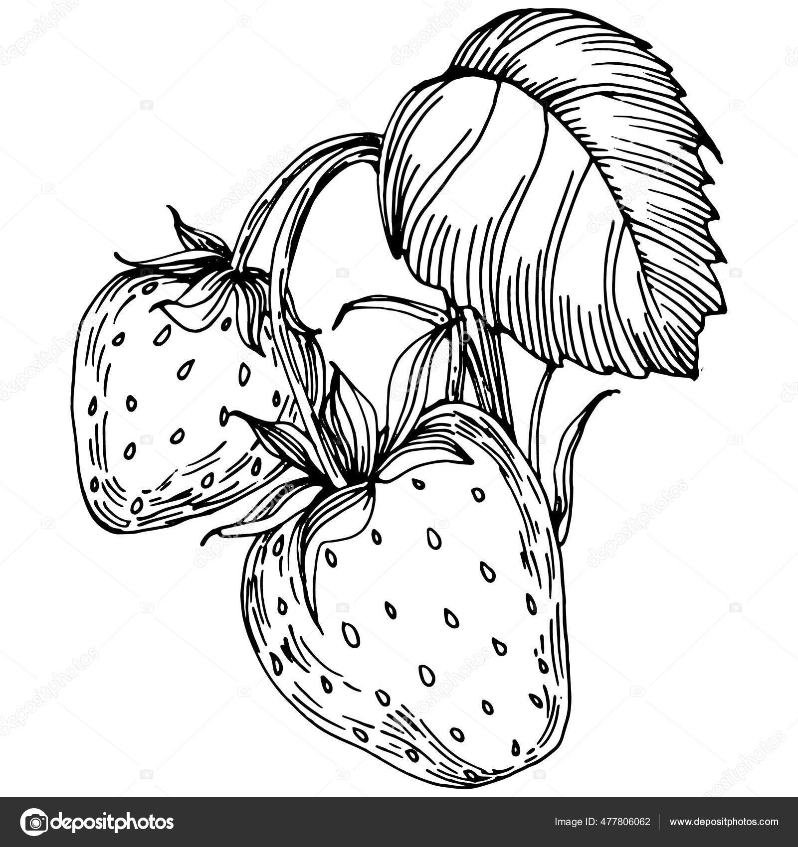 Strawberry Black And White Clipart