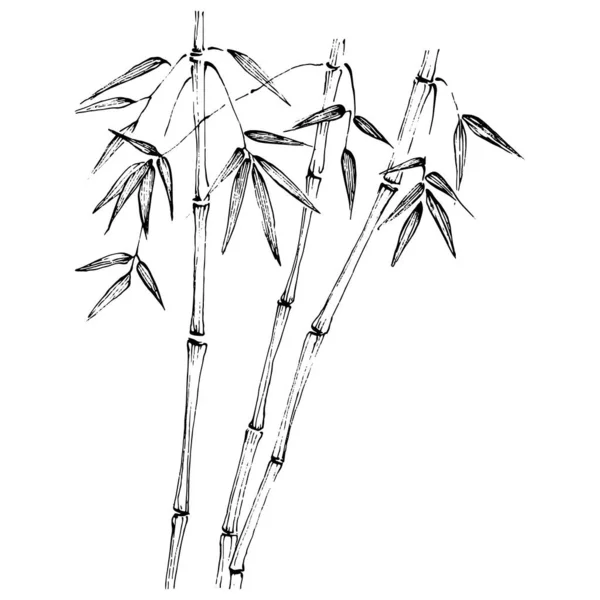 Bamboo Tree Pencil Drawing