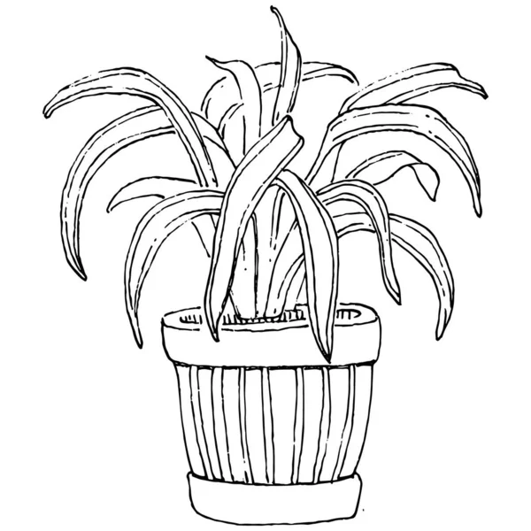 Home Plant Pots Sketch Outline Drawing Isolated Illustration Growing ...