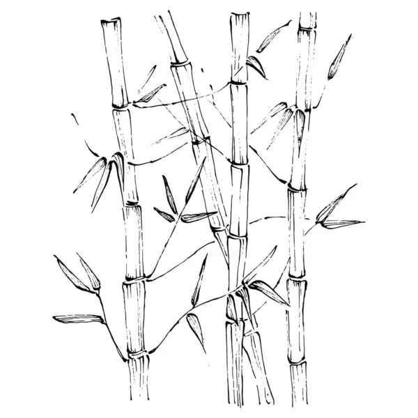 Bamboo Stalk Drawing