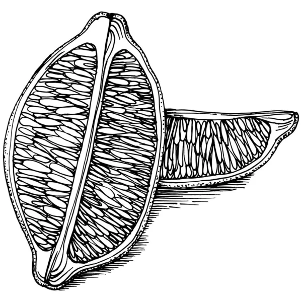 46,101,945 Hesperídio Vector Images | Depositphotos