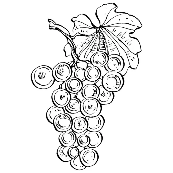 Hand Drawn Grapes Sketch Wine Vine Close Outline Leaves Berries Stock ...