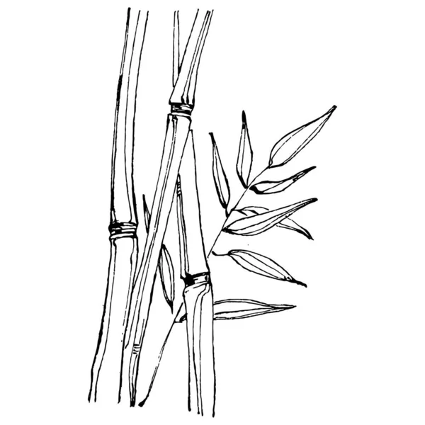Bamboo Plant Hand Drawing Sketch Floral Tattoo Highly Detailed Line ...